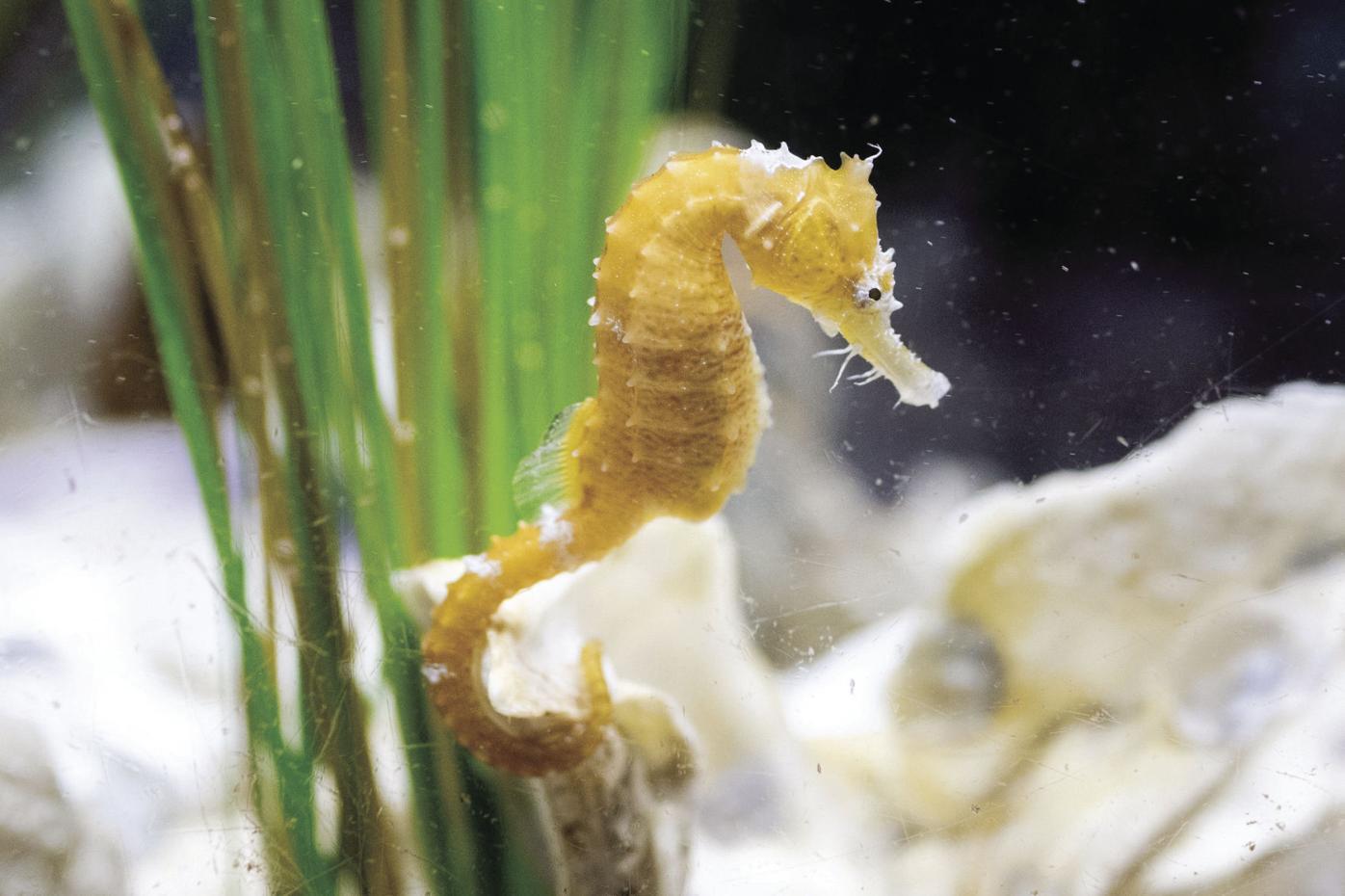 Meet the only seahorse in the Bay | Local | stardem.com