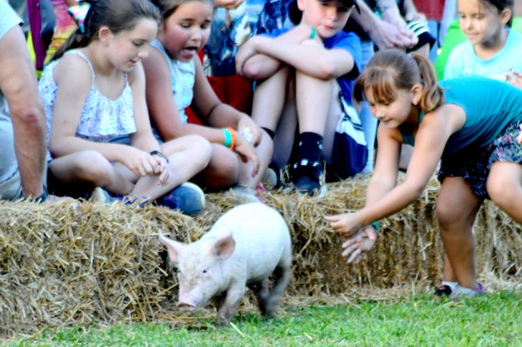 Catching a pig proves slippery proposition | Spotlight | stardem.com