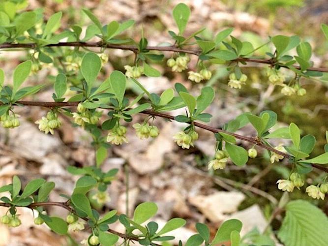 Maryland’s top invasive plant species import harm to natives ...