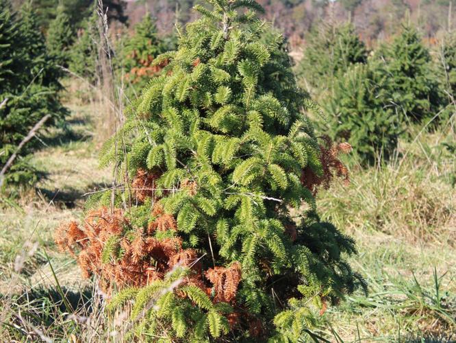 Caroline County Christmas tree farm perseveres through drought | Local ...