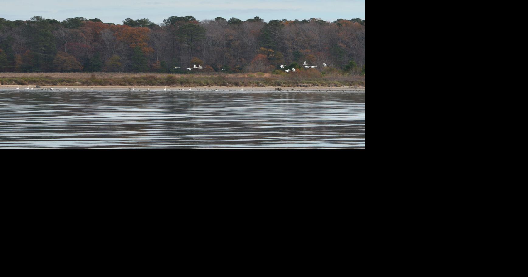 ‘Tis the season for tundra swans ... for now | Columns | stardem.com