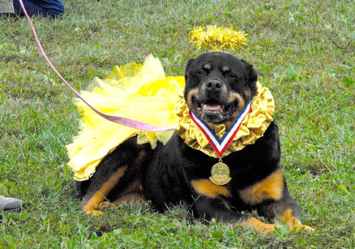 Canines howl at Bark in the Park | Local | stardem.com