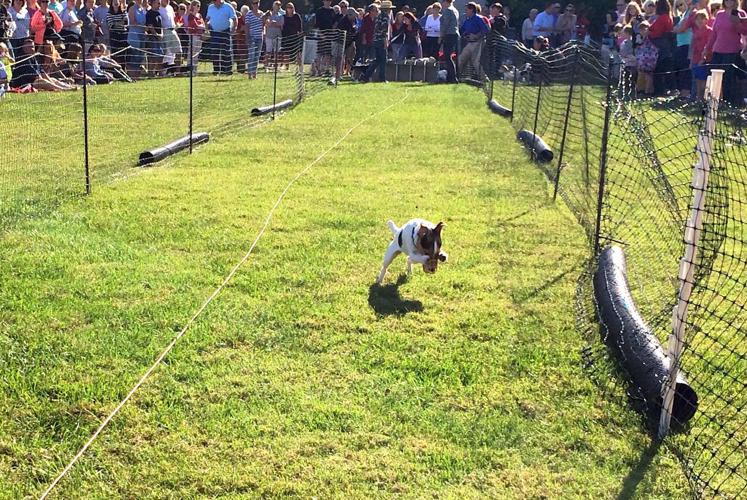 Dog-gone good time at the Jack Russell races | Local | stardem.com