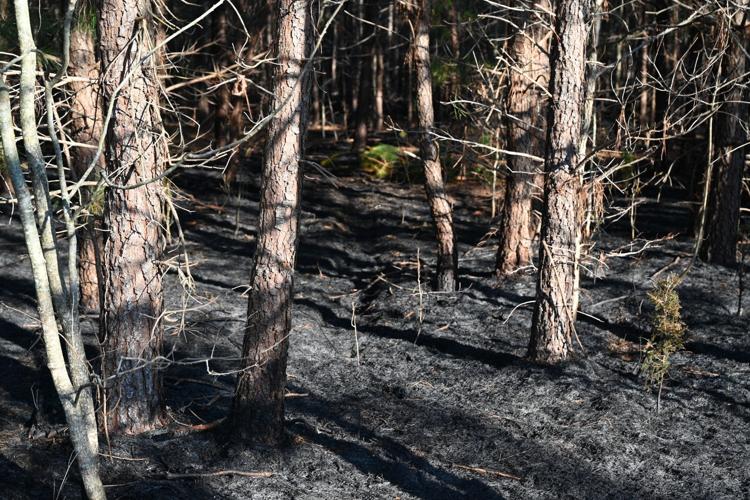 Early morning two-acre brush fire in St. Michaels contained, under ...