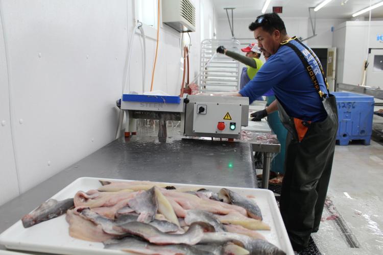 Nick Hargrove keeps busy as the only Shore blue catfish processor ...