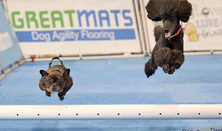 Blue Jean Festival to celebrate 'all things animals' | Local | stardem.com