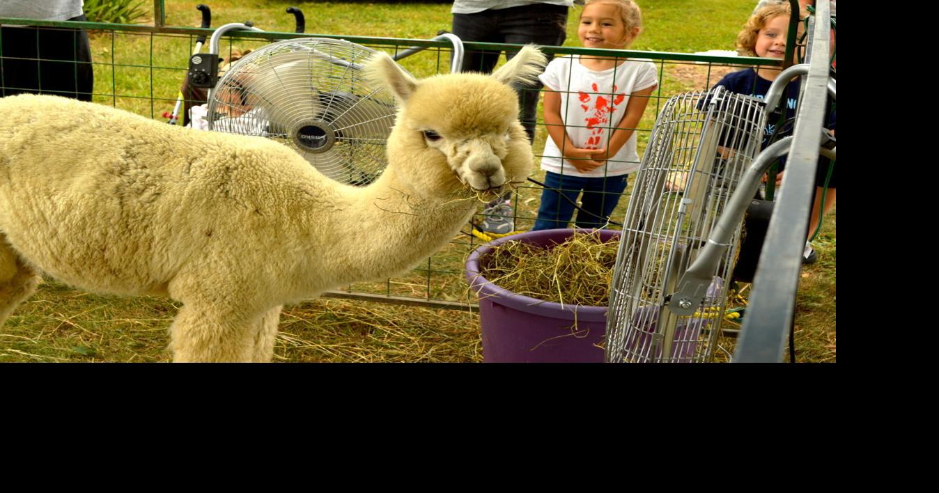 Alpaca Festival draws large crowd | Life | stardem.com
