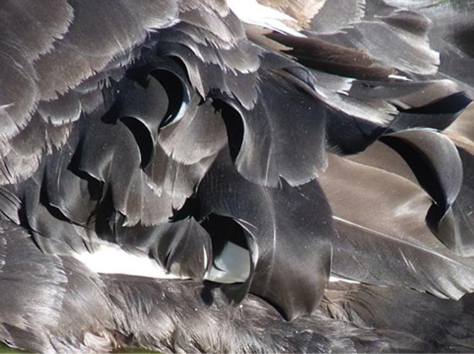 Artists' 'Natural Pairings' on display at arboretum | Arts | stardem.com