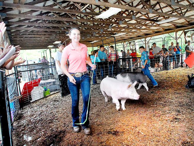 More show hogs at the fair this year | Local | stardem.com