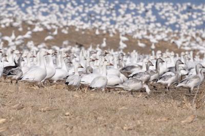 Snow Goose Migration Marks the Return of Spring | Your Voice | stardem.com