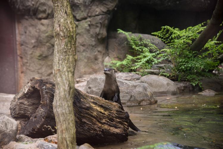 Welcome back: Otters return to Maryland Zoo | Life | stardem.com