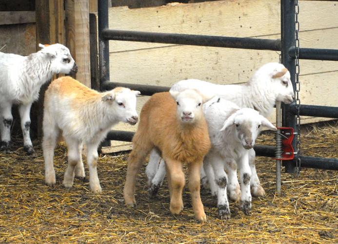 Spring lambs come out in warm weather | Photos | stardem.com