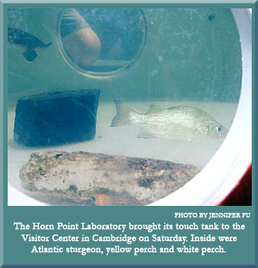 Horn Point Laboratory holds marine science day | News | stardem.com