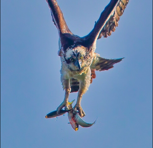 Explore Maryland: Osprey festival on tap this weekend | Entertainment ...