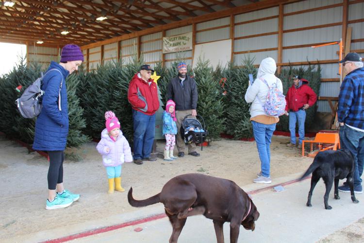 Cawley Family Farm offers variety of holiday trees, greens | Local ...