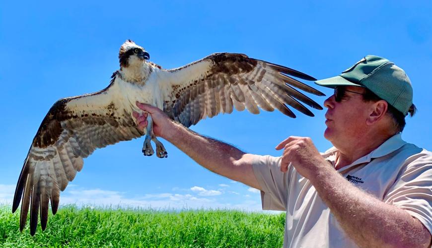 'Symbol of the Bay': Concern for osprey population gains local ...