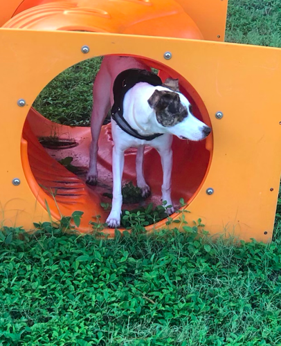 Survey: Inflation pressuring pet owners with some considering giving up ...