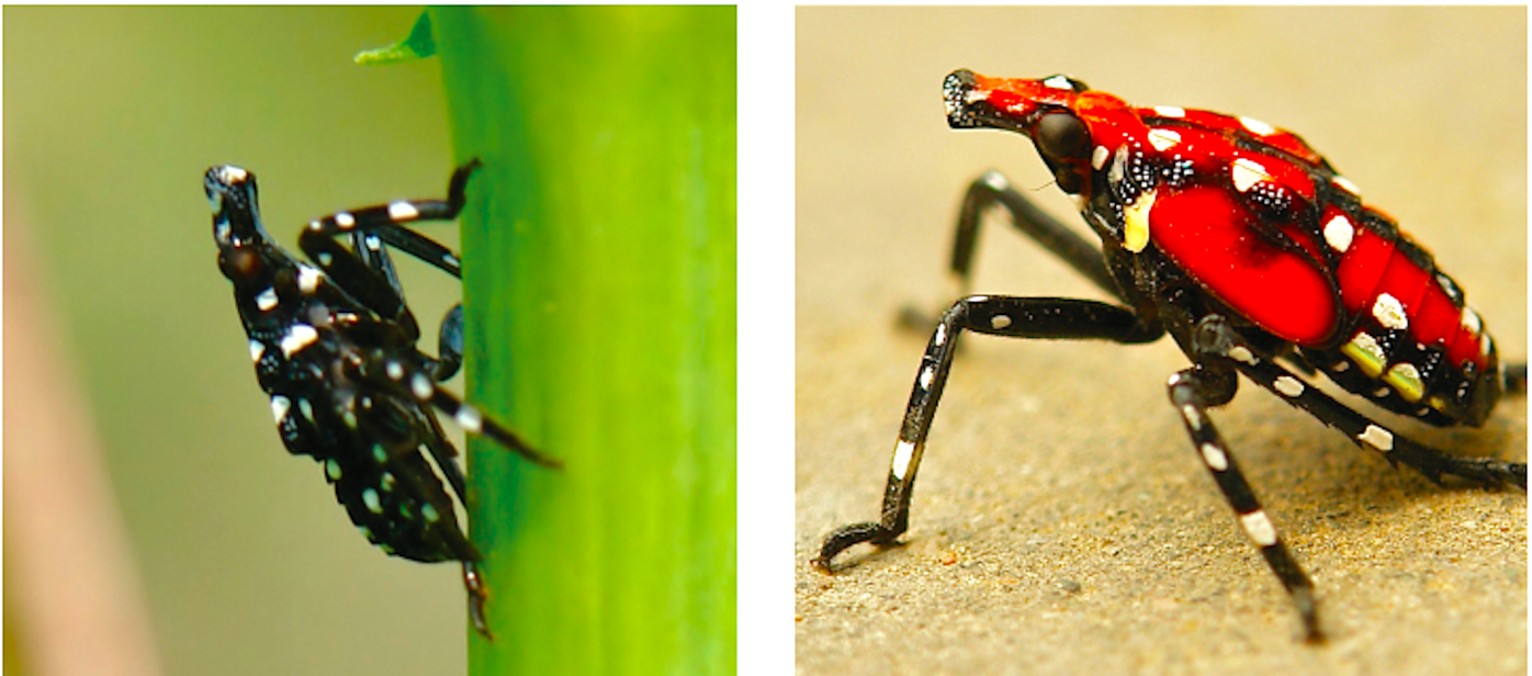 Maryland gets buggy over spotted lanternfly | Local | stardem.com