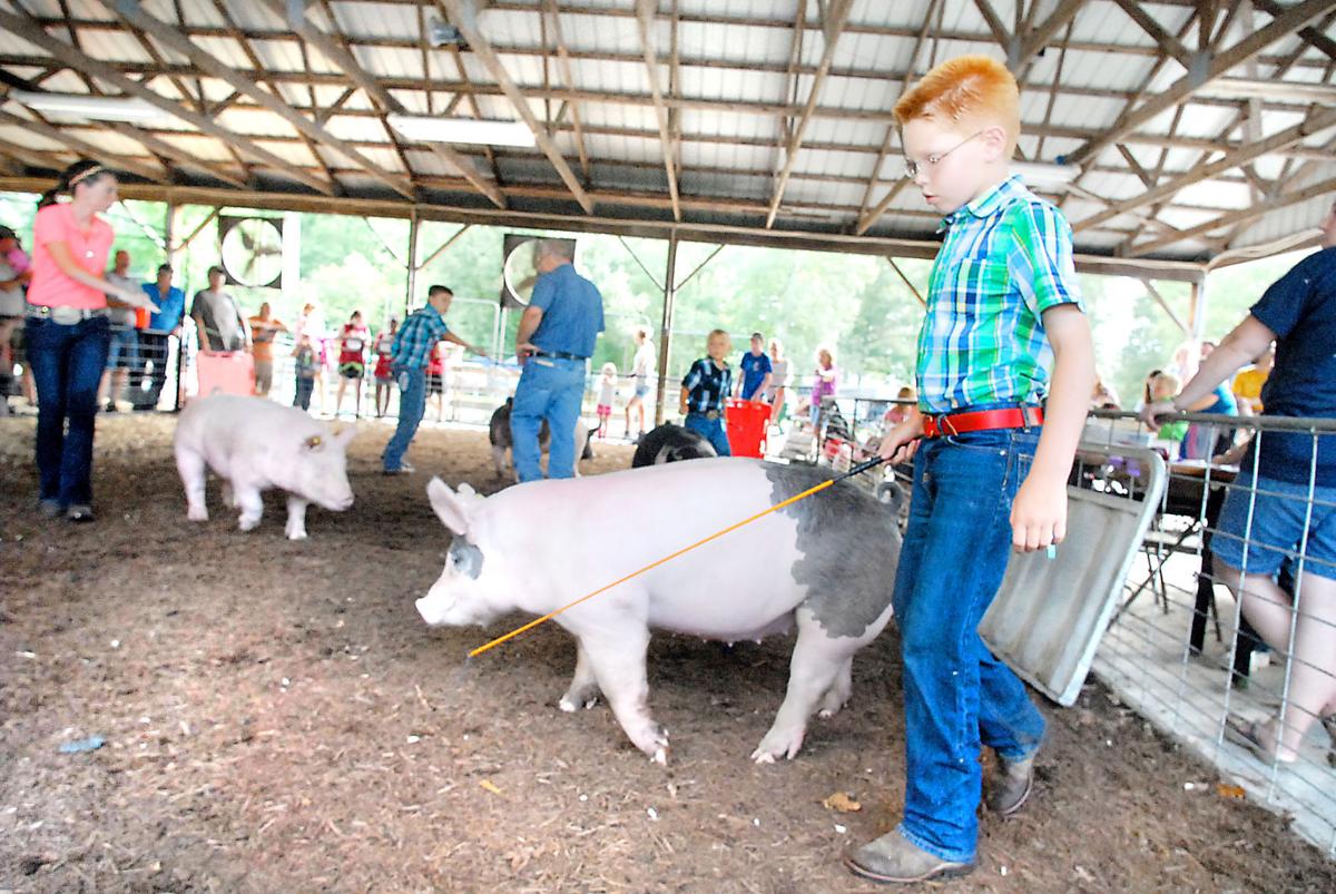 More show hogs at the fair this year | Local | stardem.com