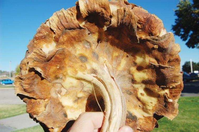 Be on the alert for rhizopus head rot of sunflower