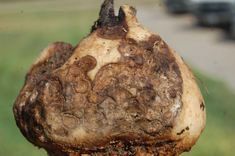 ‘New’ Rhizoctonia diseases of sugar beets in Nebraska?