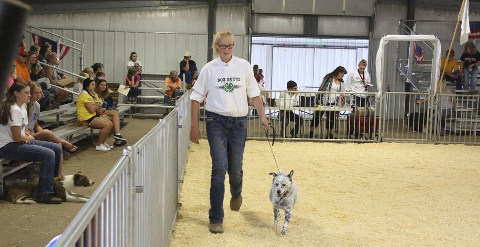 Get along little doggies - 2018 Box Butte County Fair 4-H Dog Show