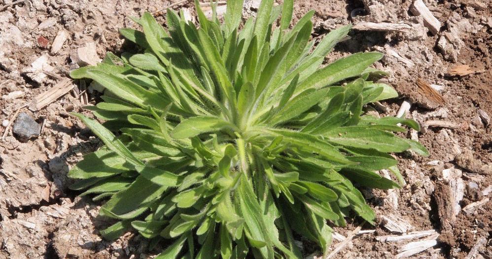 Marestail an invasive species in western Nebraska