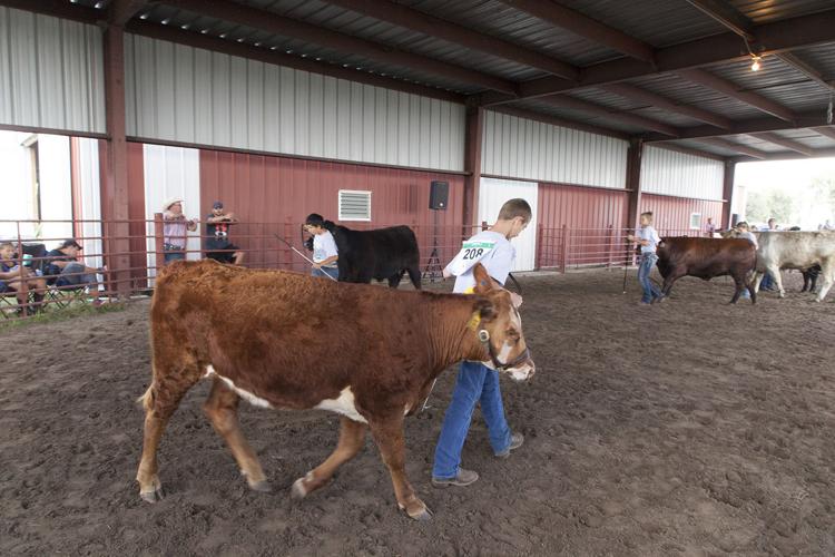 Clover Kids offers children their first 4-H experience