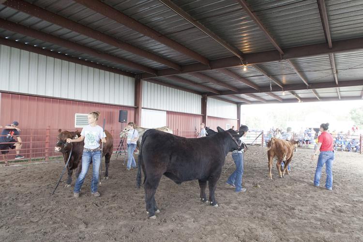 Clover Kids offers children their first 4-H experience