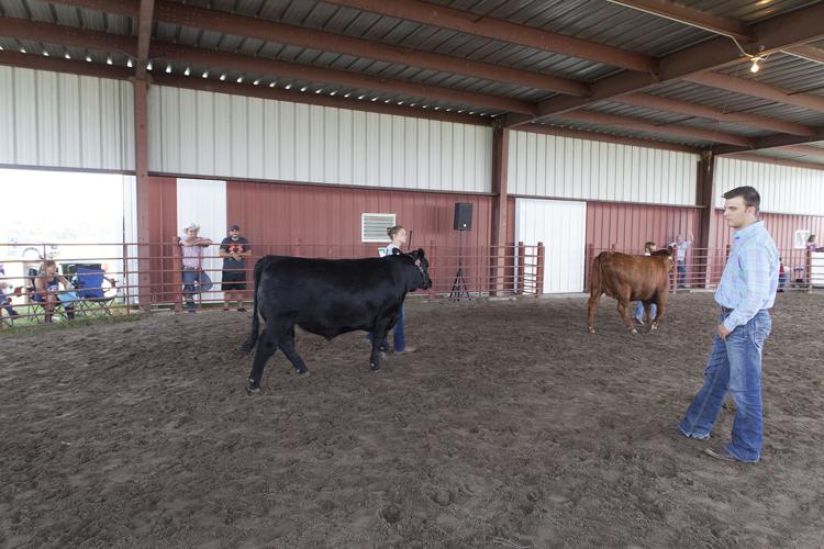 Clover Kids offers children their first 4-H experience