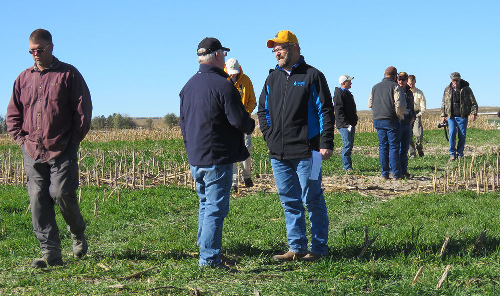 Overcoming hailed corn losses