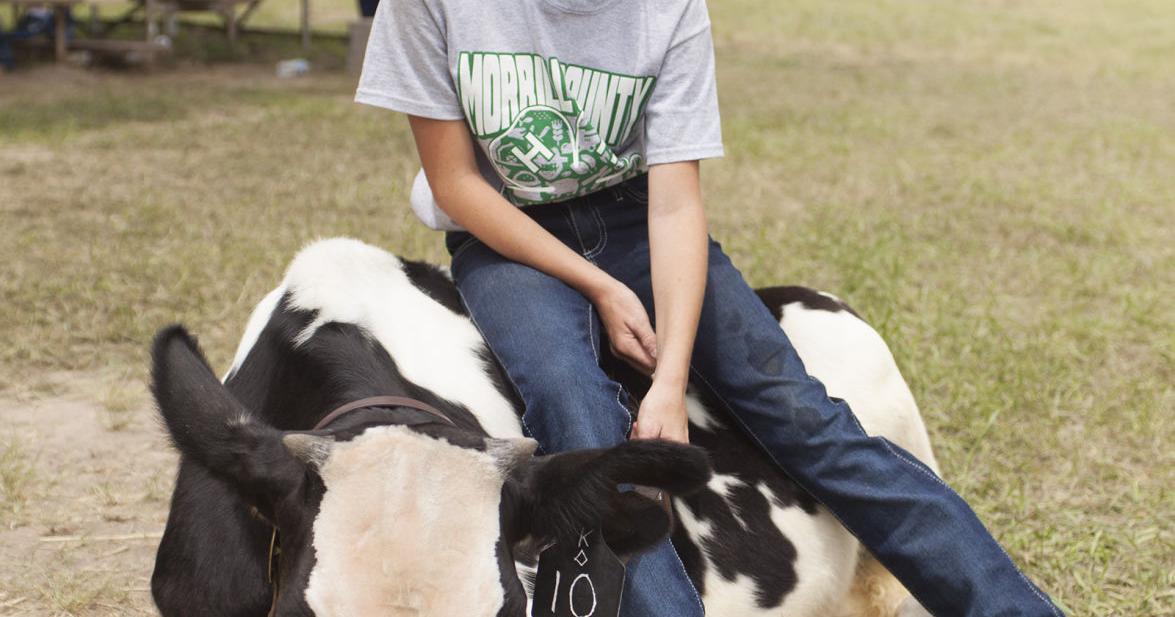 PHOTOS: 2018 Morrill County Fair Beef Show