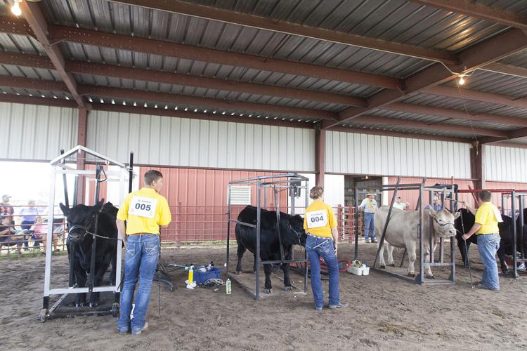 Clover Kids offers children their first 4-H experience