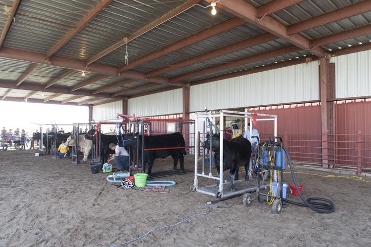 Clover Kids offers children their first 4-H experience