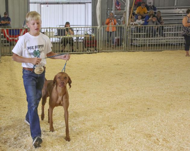 Get along little doggies - 2018 Box Butte County Fair 4-H Dog Show