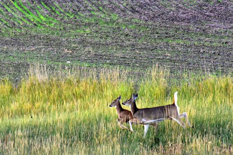 Visiting a unique treasure — Nebraska's National Forest