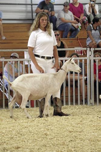 4-H'ers compete for dairy goat showmanship titles