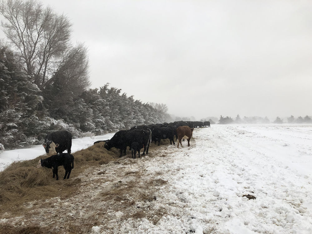 Tree windbreaks provide critical protection for cattle during harsh winter