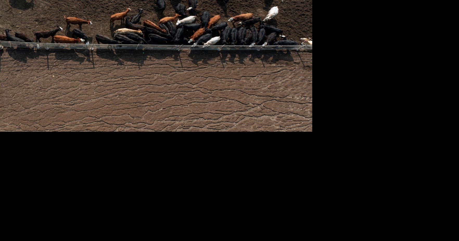 UNL webinar to cover new Weaned Calf Risk Protection program