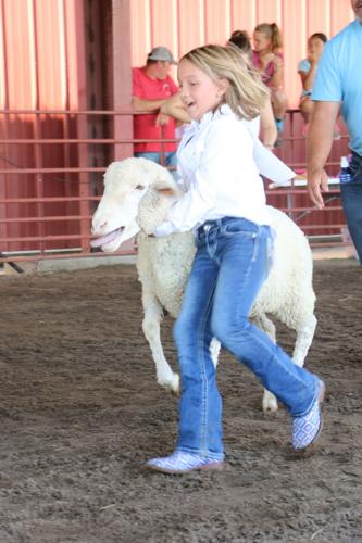 Plenty of action at the Morrill County Fair with swine, sheep and goat ...