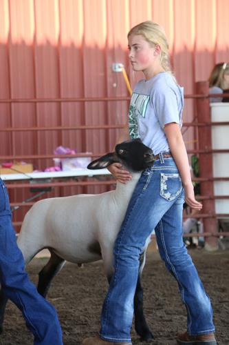Plenty of action at the Morrill County Fair with swine, sheep and goat ...