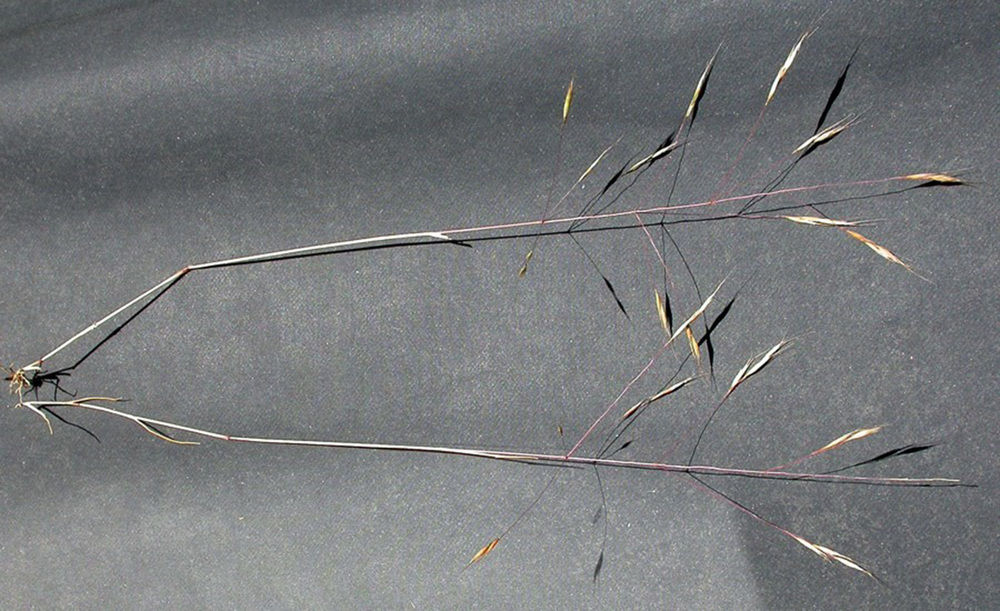 PANHANDLE PERSPECTIVES: Ventenata Grass – invasive species that may ...