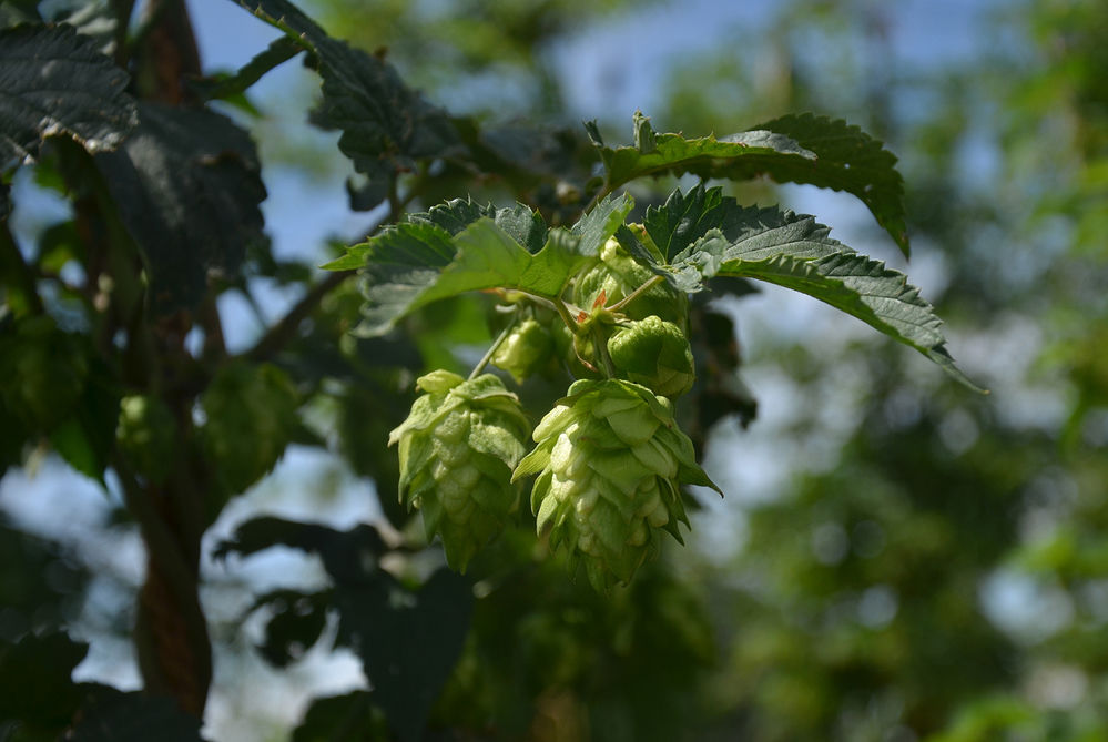 Hops gaining popularity as a speciality crop | Farm and Ranch ...