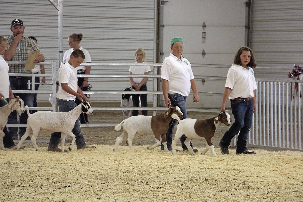 PHOTOS: Goat Showmanship