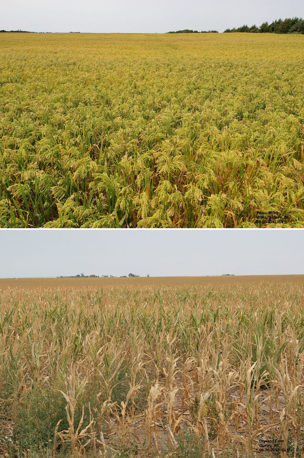 Advances in proso millet research at Panhandle Center | Farm and Ranch ...