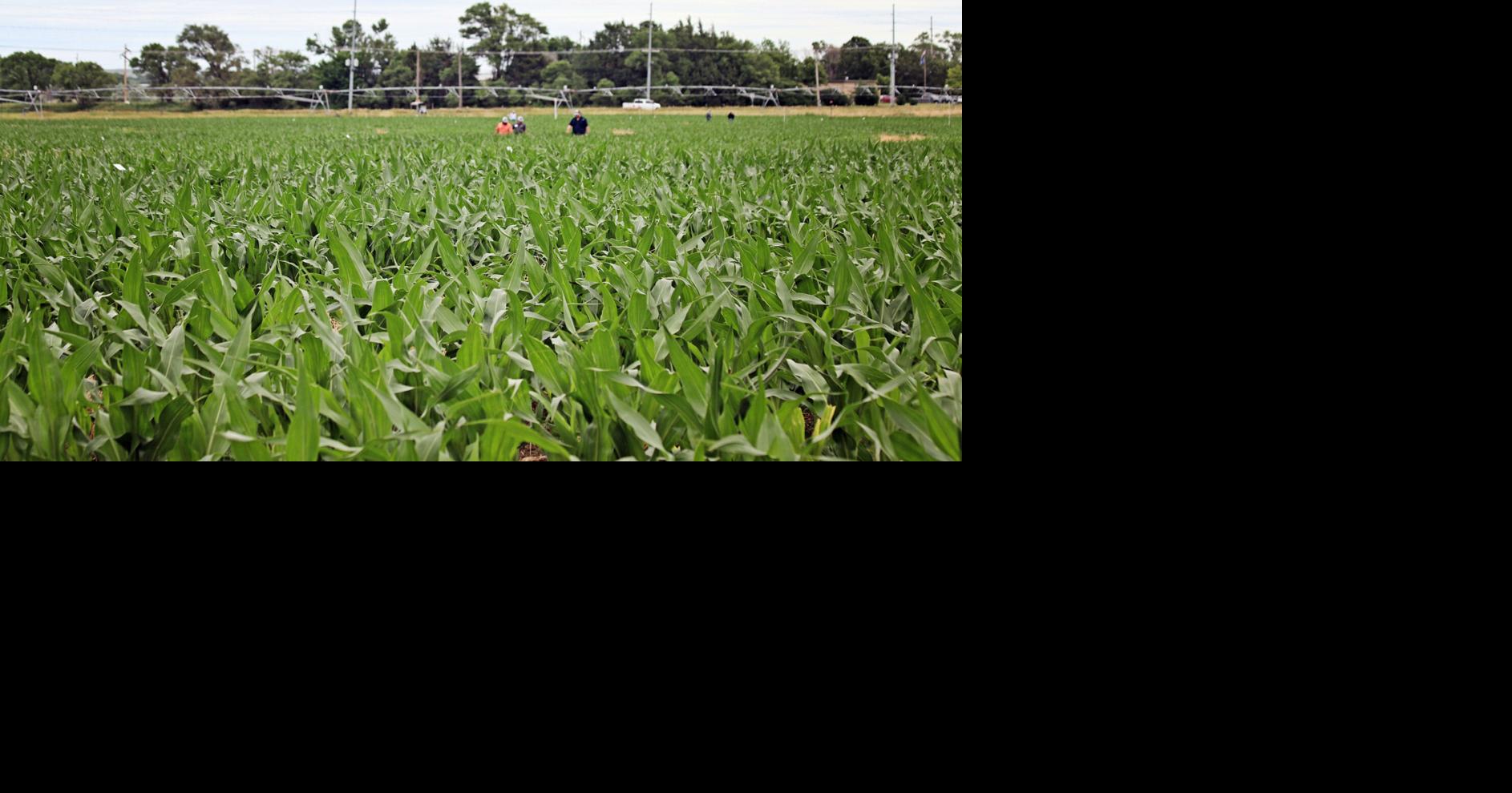 TAPS Field Day spotlights crop progress, Ag Olympics
