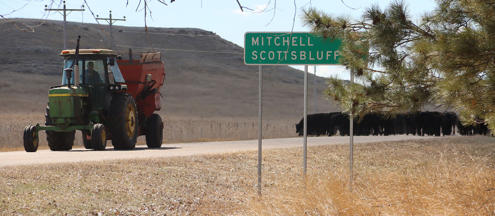 The age-old practice of driving cattle