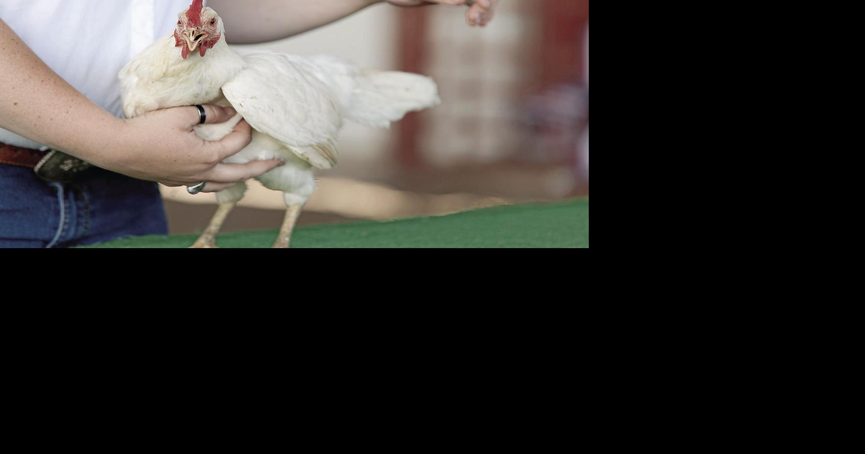 PHOTOS: Morrill County Fair 2018