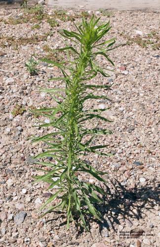 Range and Pasture Weed of the Week – Marestail (Horseweed)