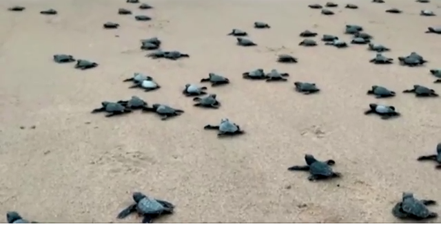 Hundreds of baby turtles released into Indian Ocean, and more of today ...